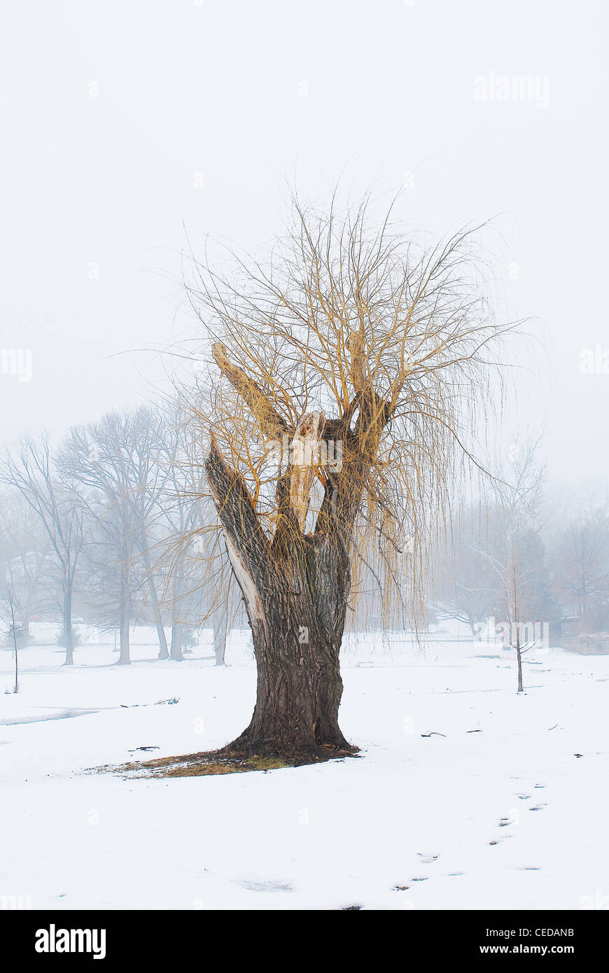 Fog texture hi-res stock photography and images - Alamy