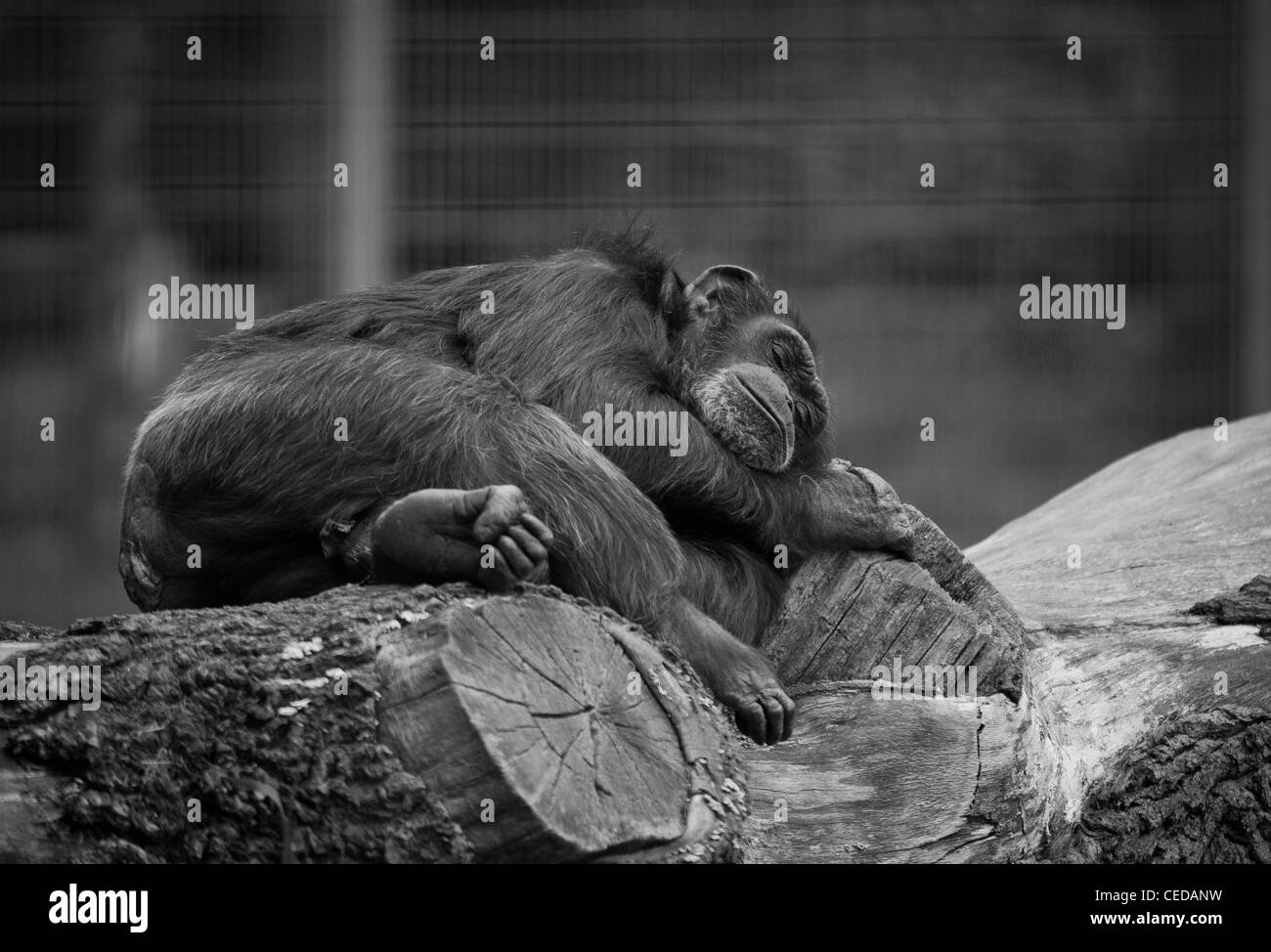 Asleep fast Black and White Stock Photos & Images - Alamy