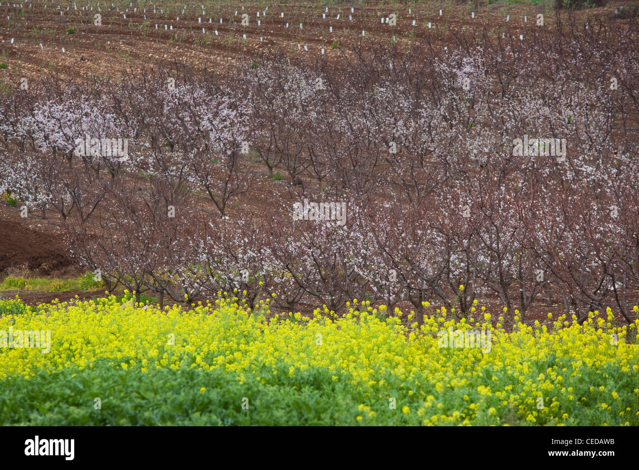 Israel, Upper Galilee, Rosh Pina, fruit trees, early spring Stock Photo ...