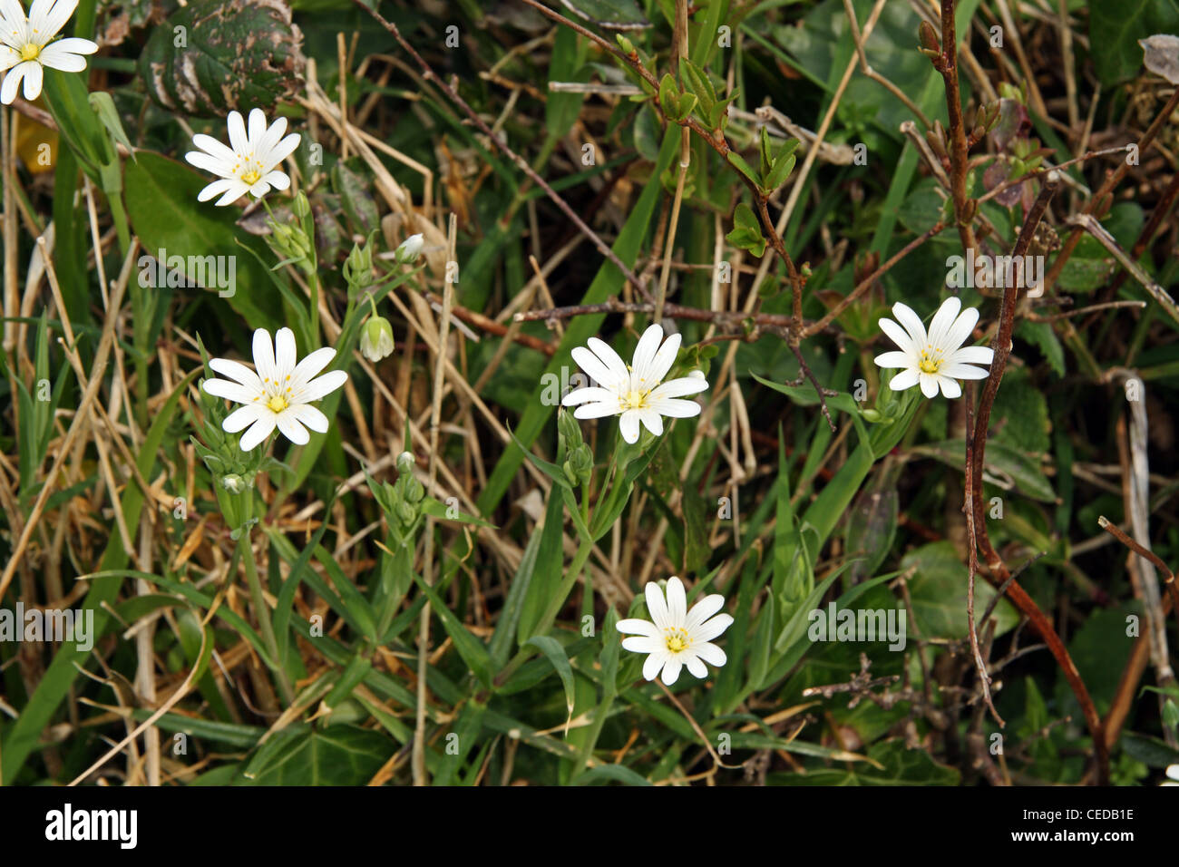 Flower field mouse hi-res stock photography and images - Alamy