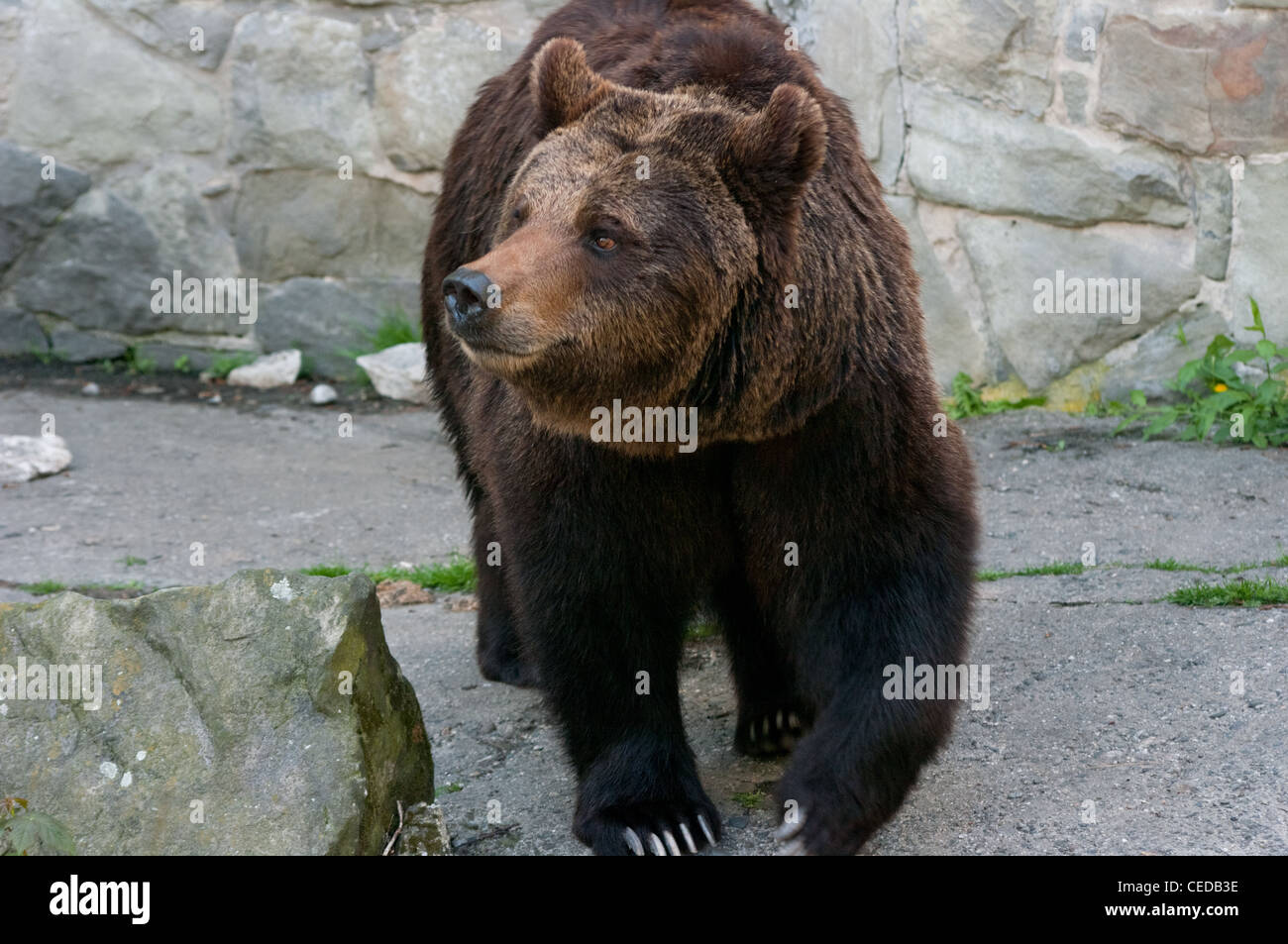 Strong bear hi-res stock photography and images - Alamy