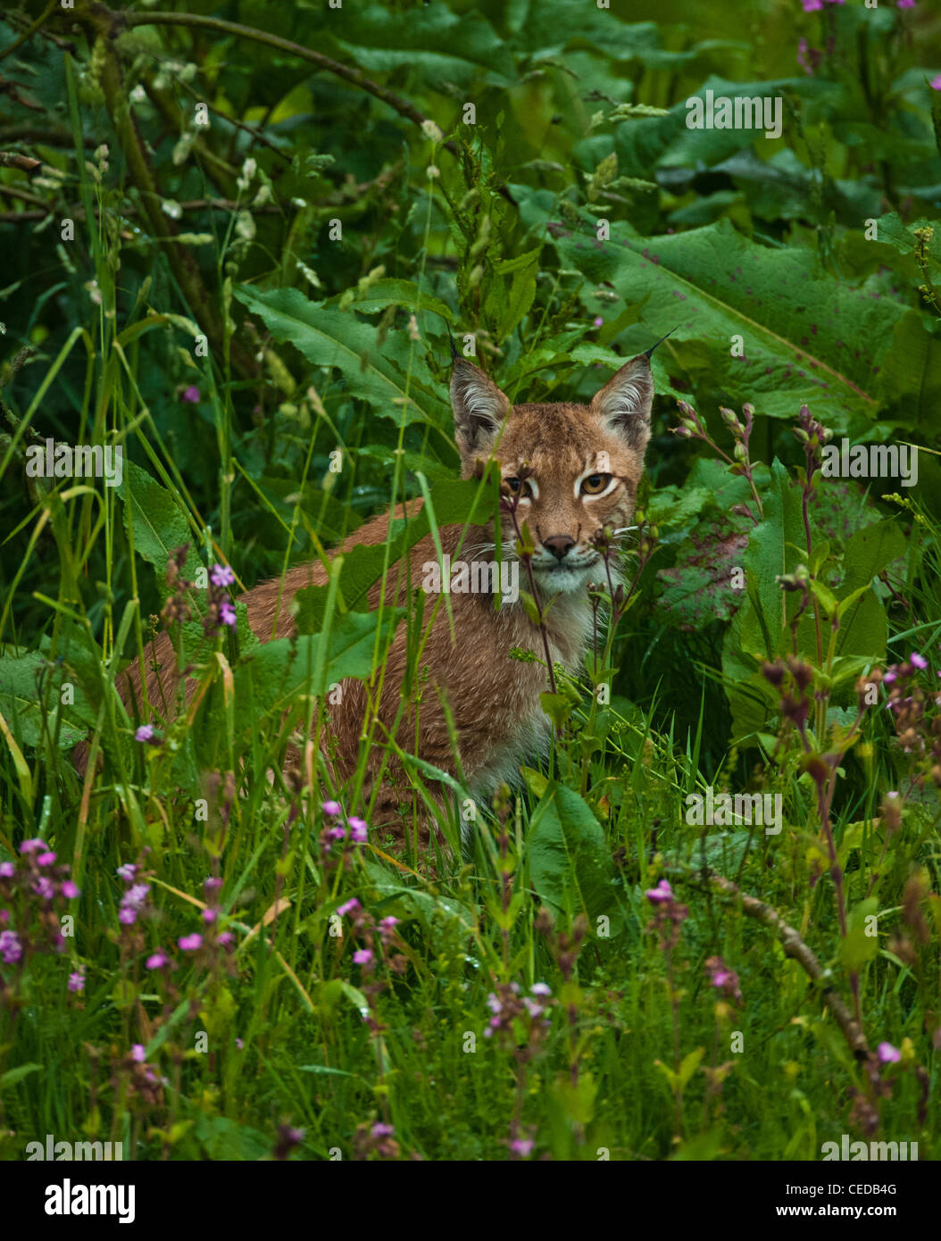 Hidden lynx hi-res stock photography and images - Alamy