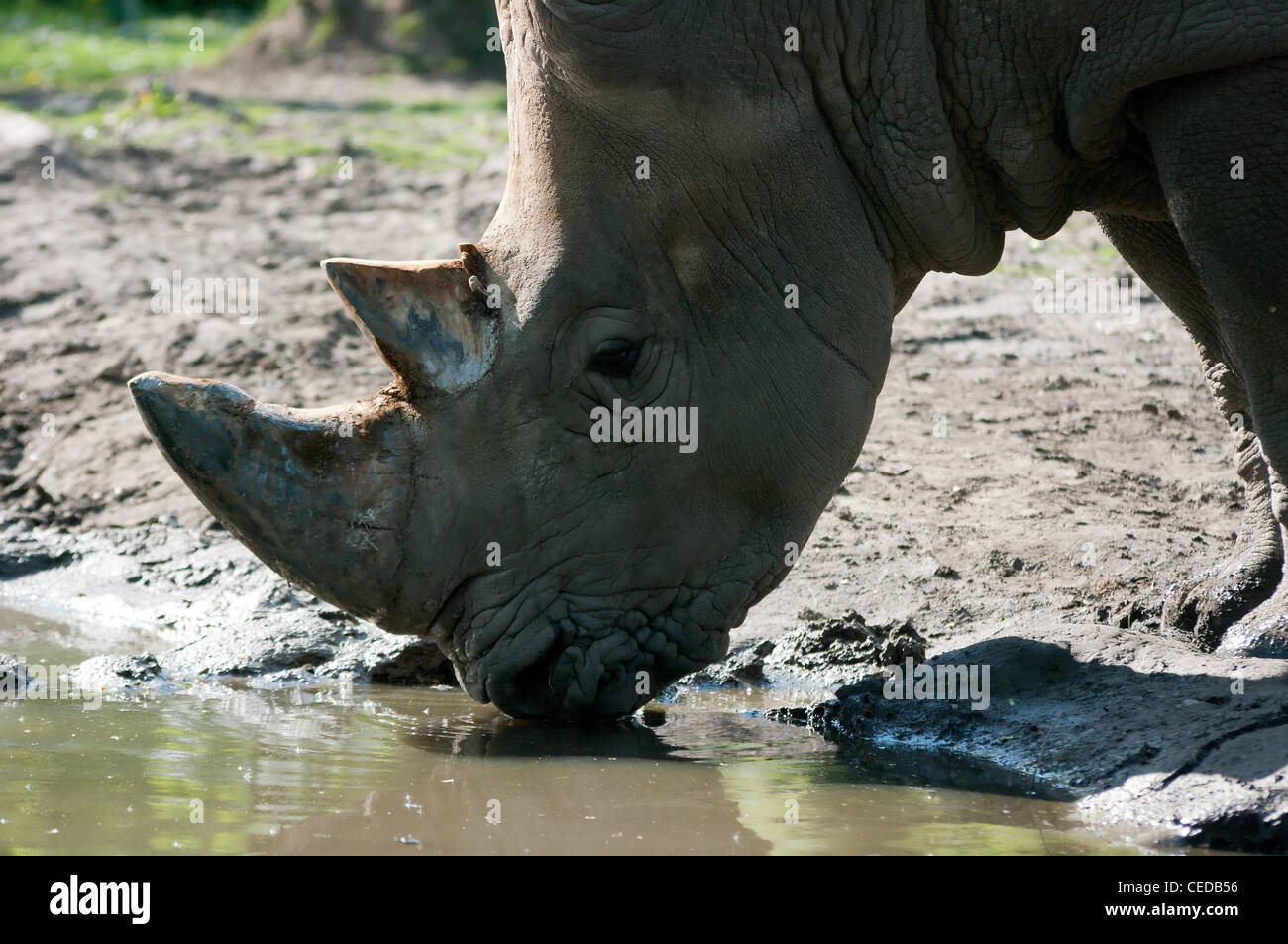 Rhinoceros attack hi-res stock photography and images - Alamy