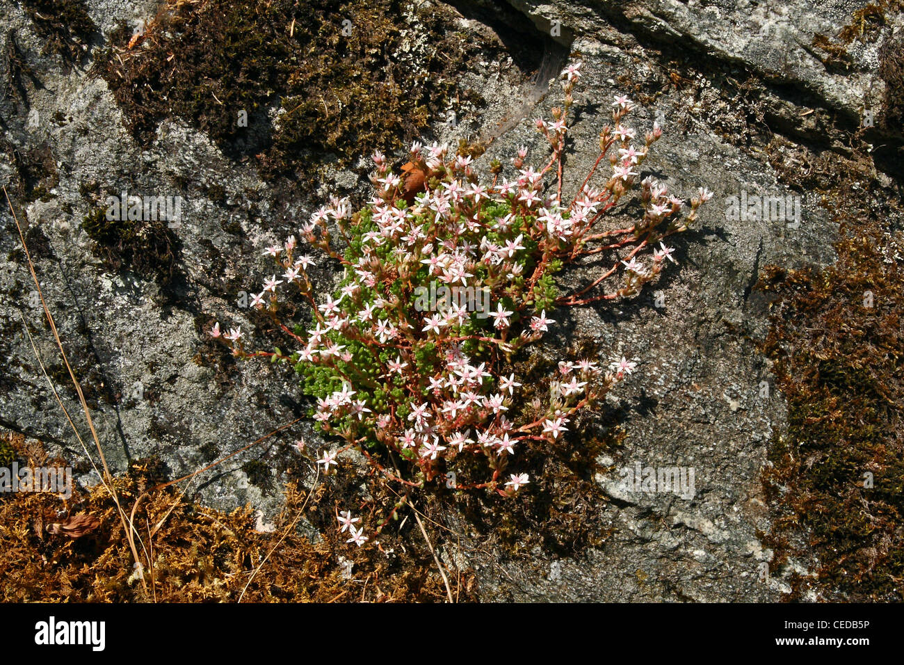 Anglicum Stock Photos & Anglicum Stock Images - Alamy