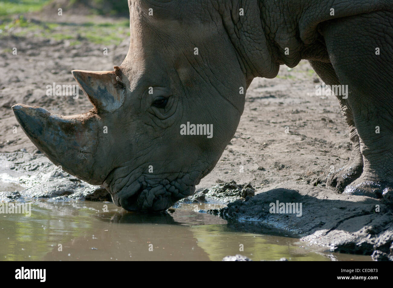 Rhinoceros attack hi-res stock photography and images - Alamy