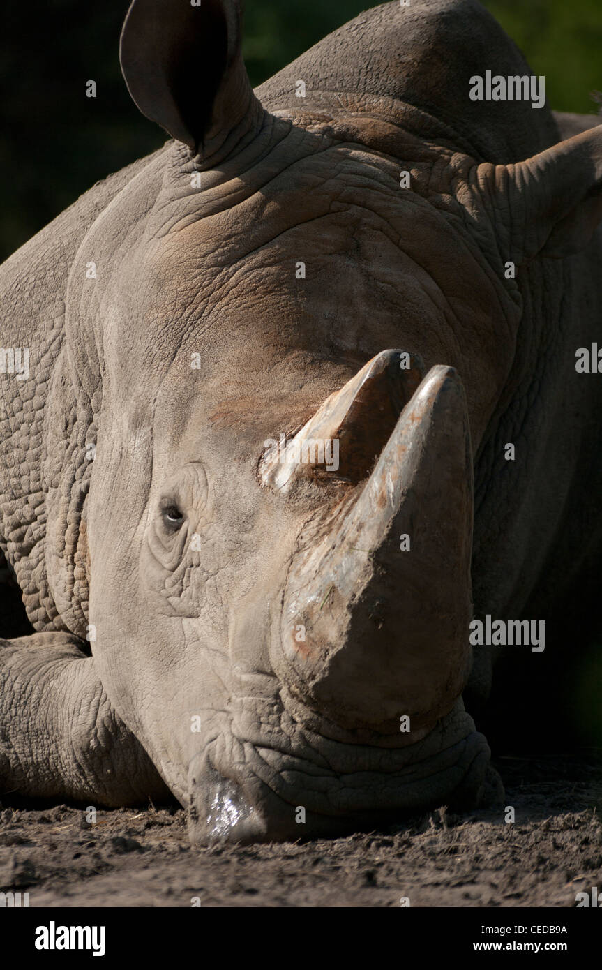 Rhinoceros hoof hi-res stock photography and images - Alamy