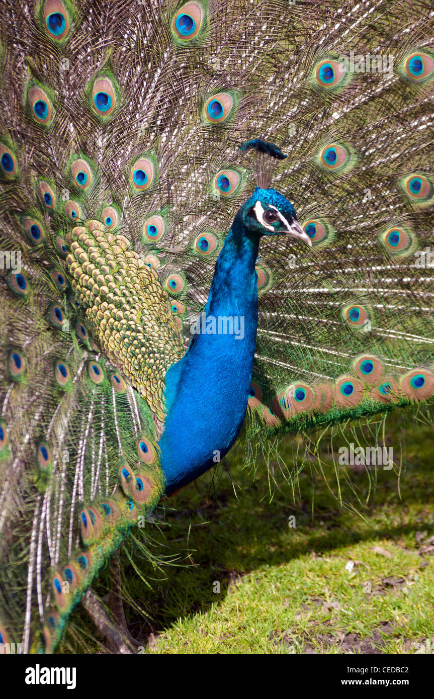 Eye of peacock hi-res stock photography and images - Alamy