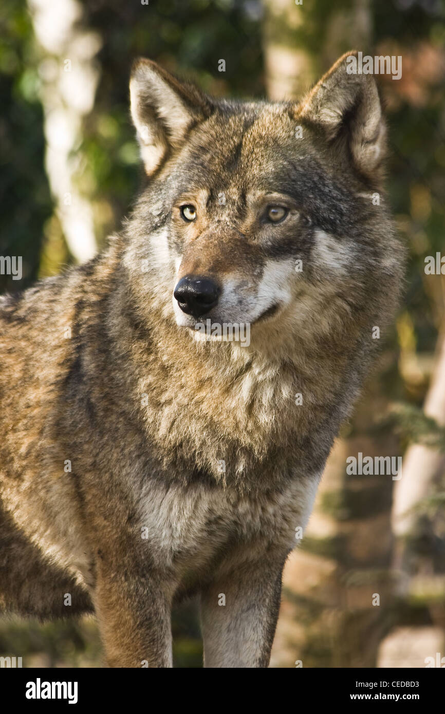 Grey wolf standing hi-res stock photography and images - Alamy
