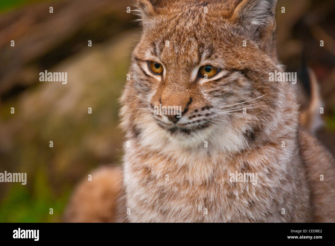 Lynx cats hi-res stock photography and images - Alamy