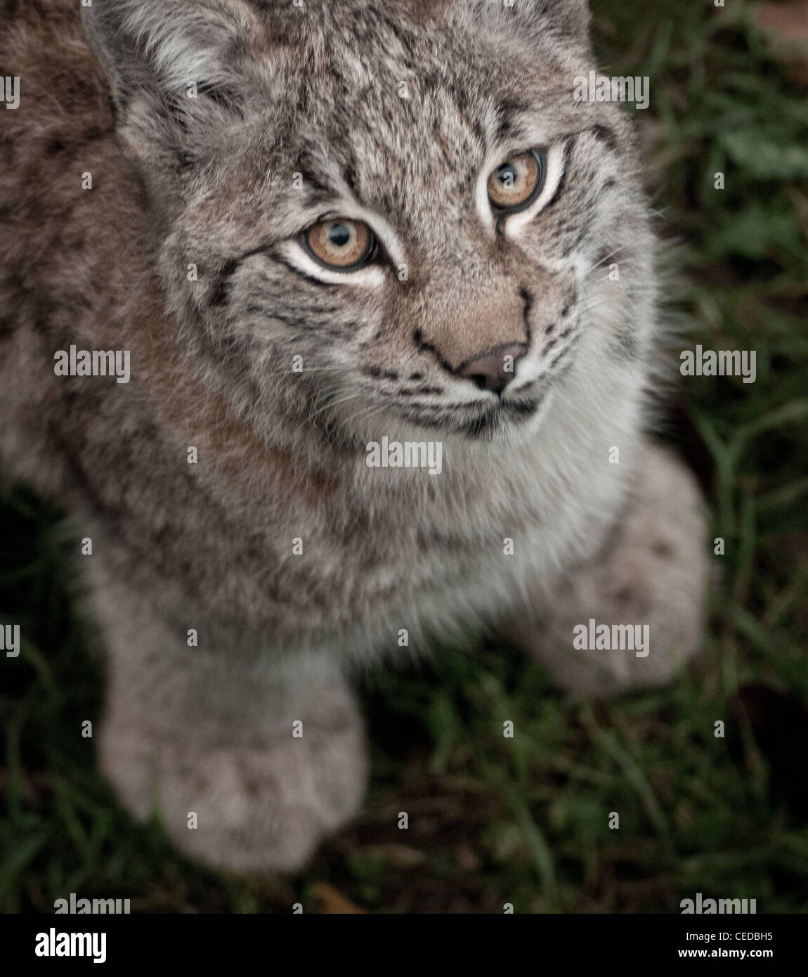Lynx cats High Resolution Stock Photography and Images - Alamy