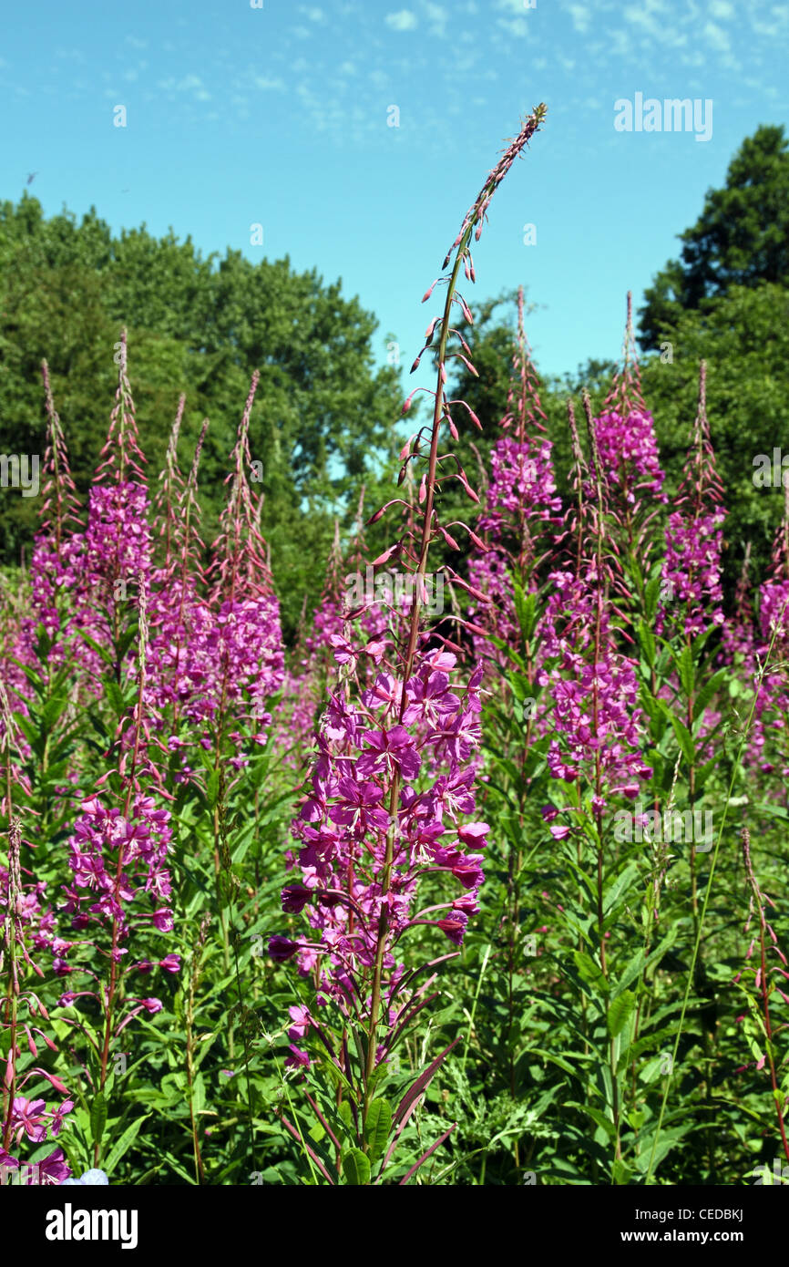 Rosebay Willowherb (Epilobium angustifolium) - aka Fireweed Stock Photo - Alamy