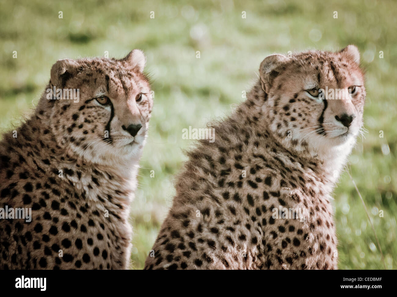 Cheetahs sitting together Stock Photo - Alamy