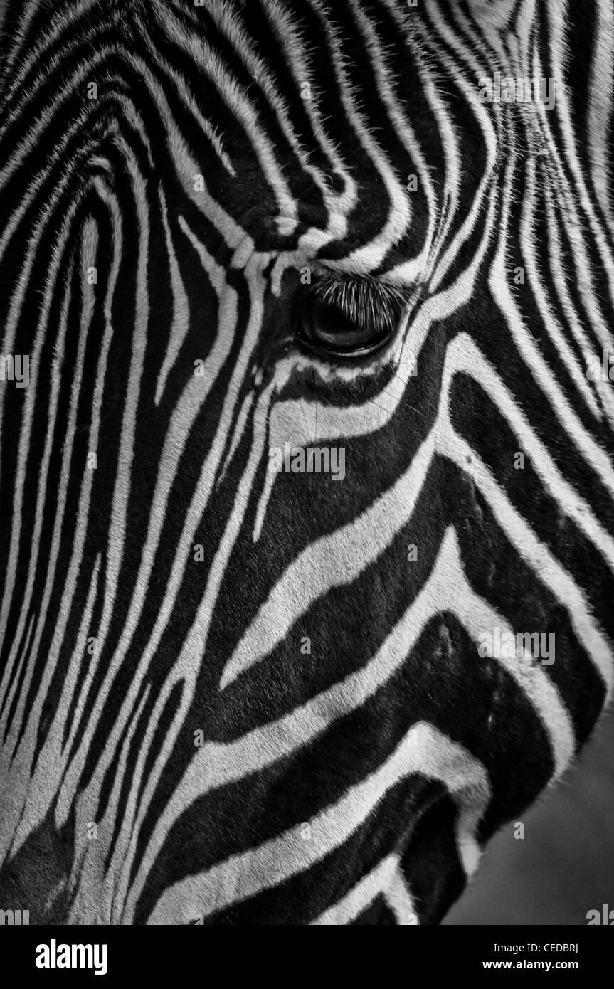 A Grevy's Zebra Stock Photo - Alamy