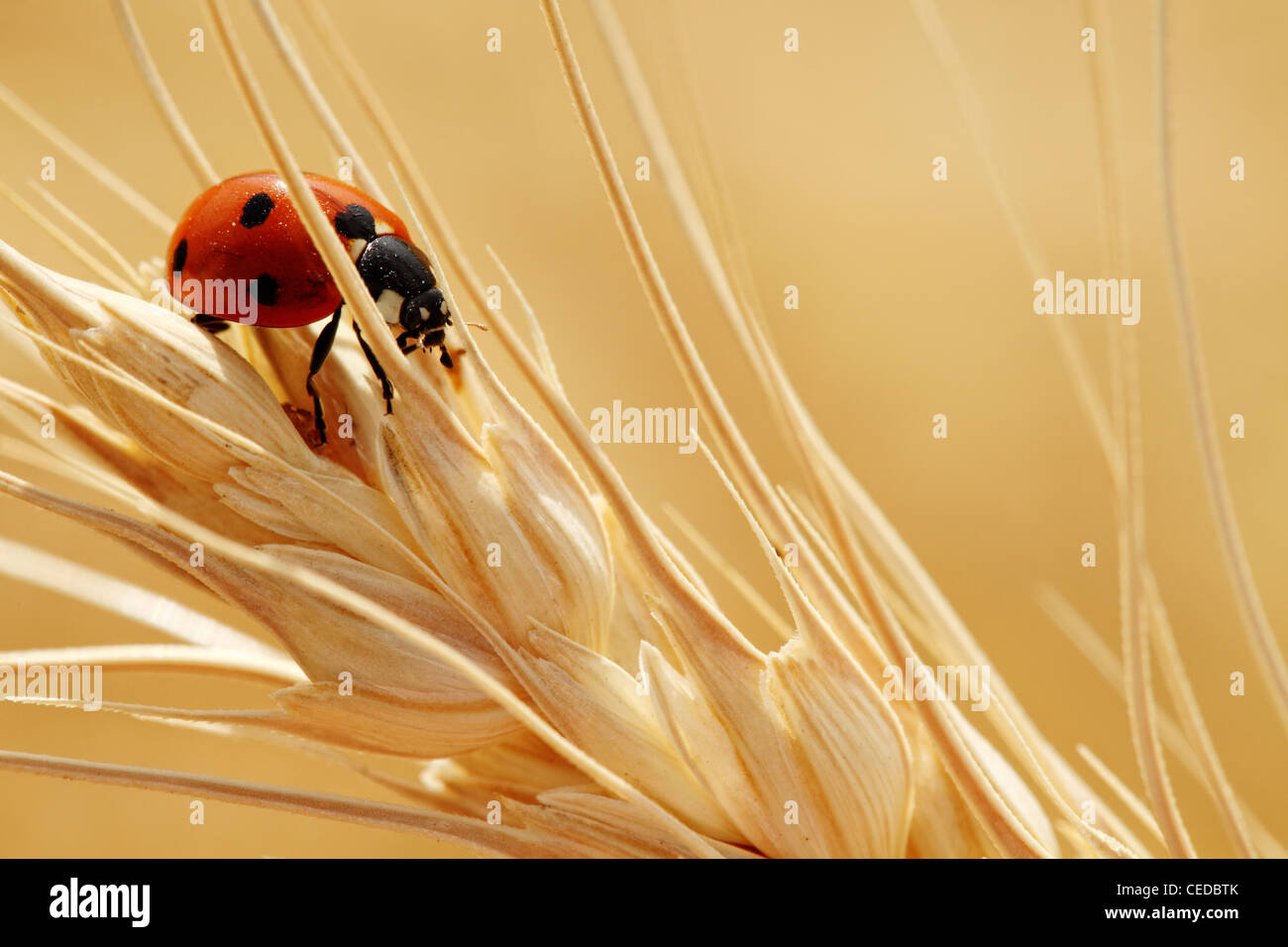 Lady bug hi-res stock photography and images - Alamy