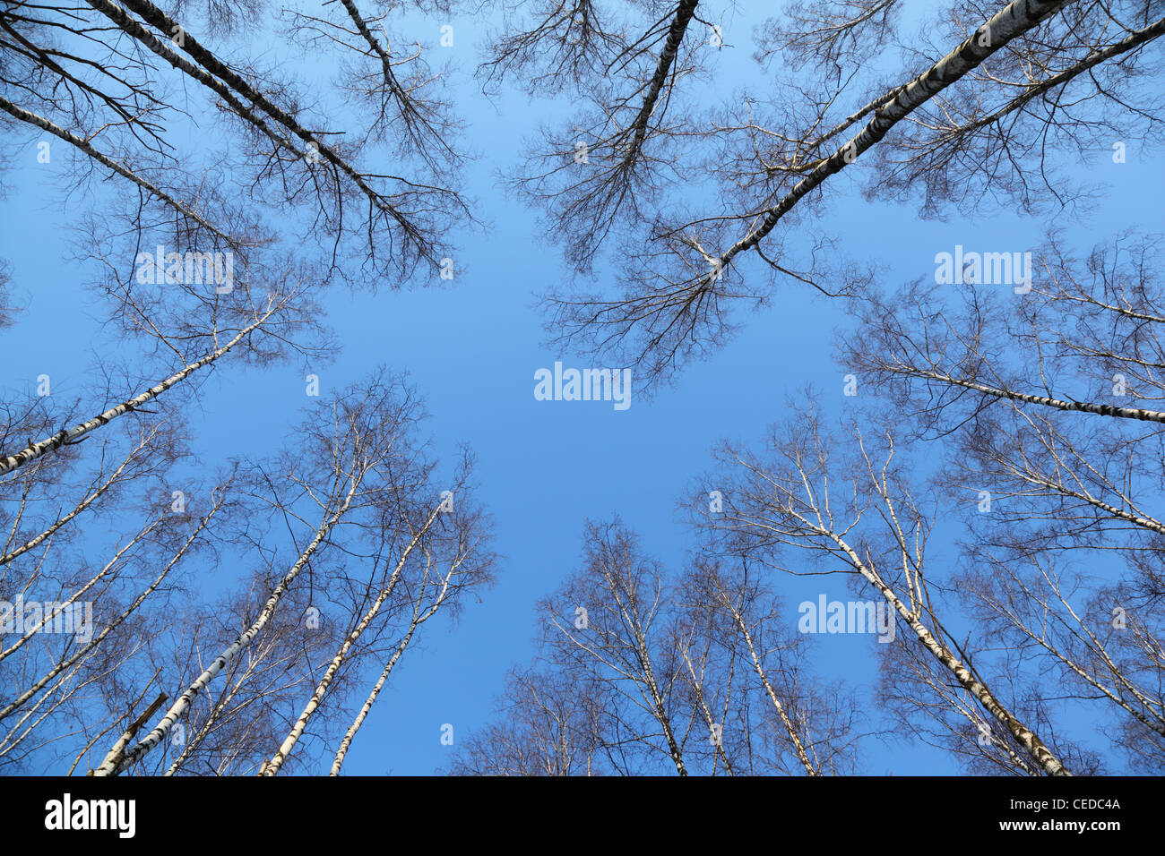 Top of trees Stock Photo - Alamy