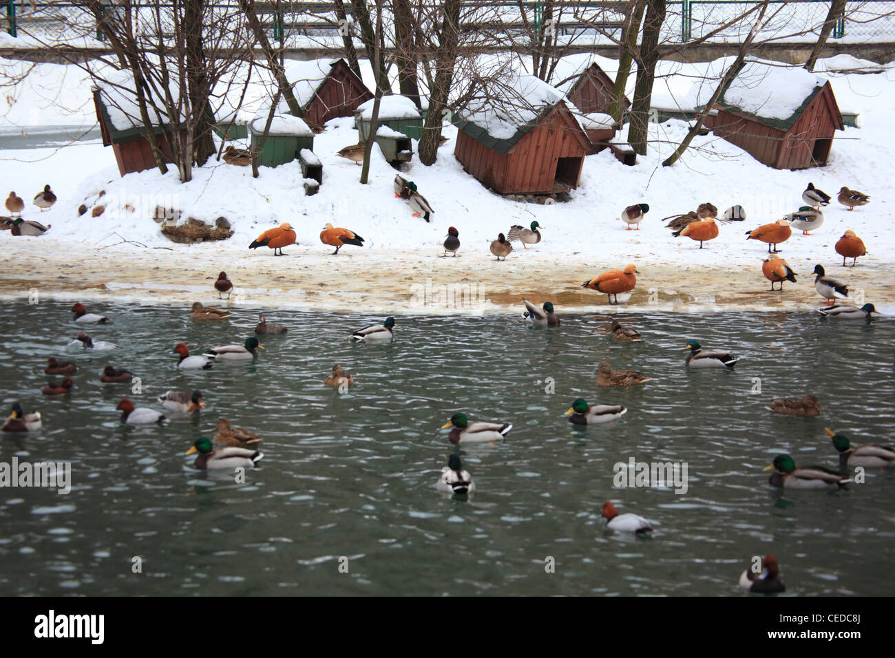 Mallard ducks winter pond hi-res stock photography and images - Alamy
