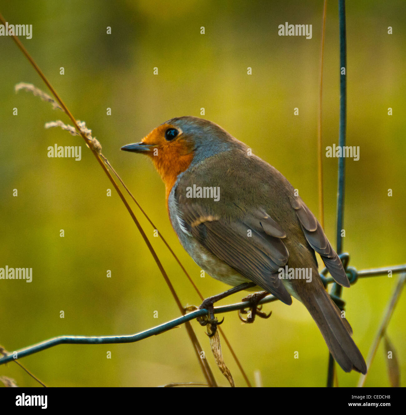 Robins flying hi-res stock photography and images - Alamy