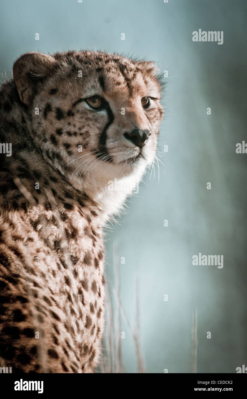 Cheetah looking for prey Stock Photo - Alamy