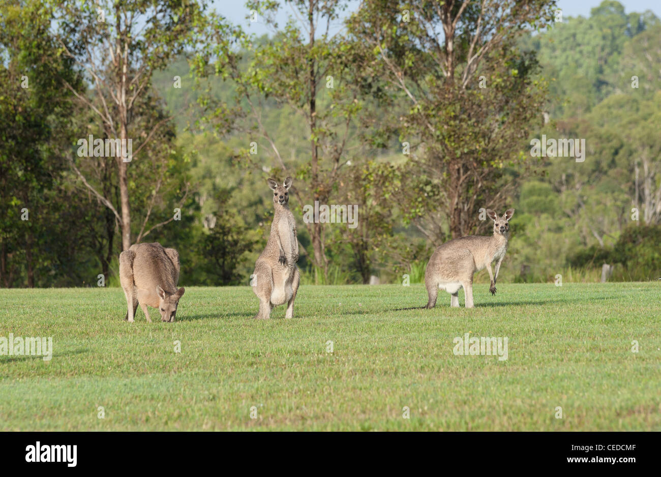 australian eastern grey kangaroos on the grass Stock Photo - Alamy