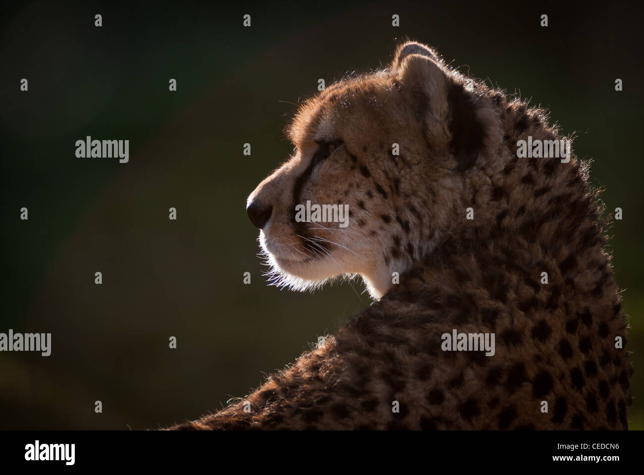 Cheetah profile head shot Stock Photo - Alamy