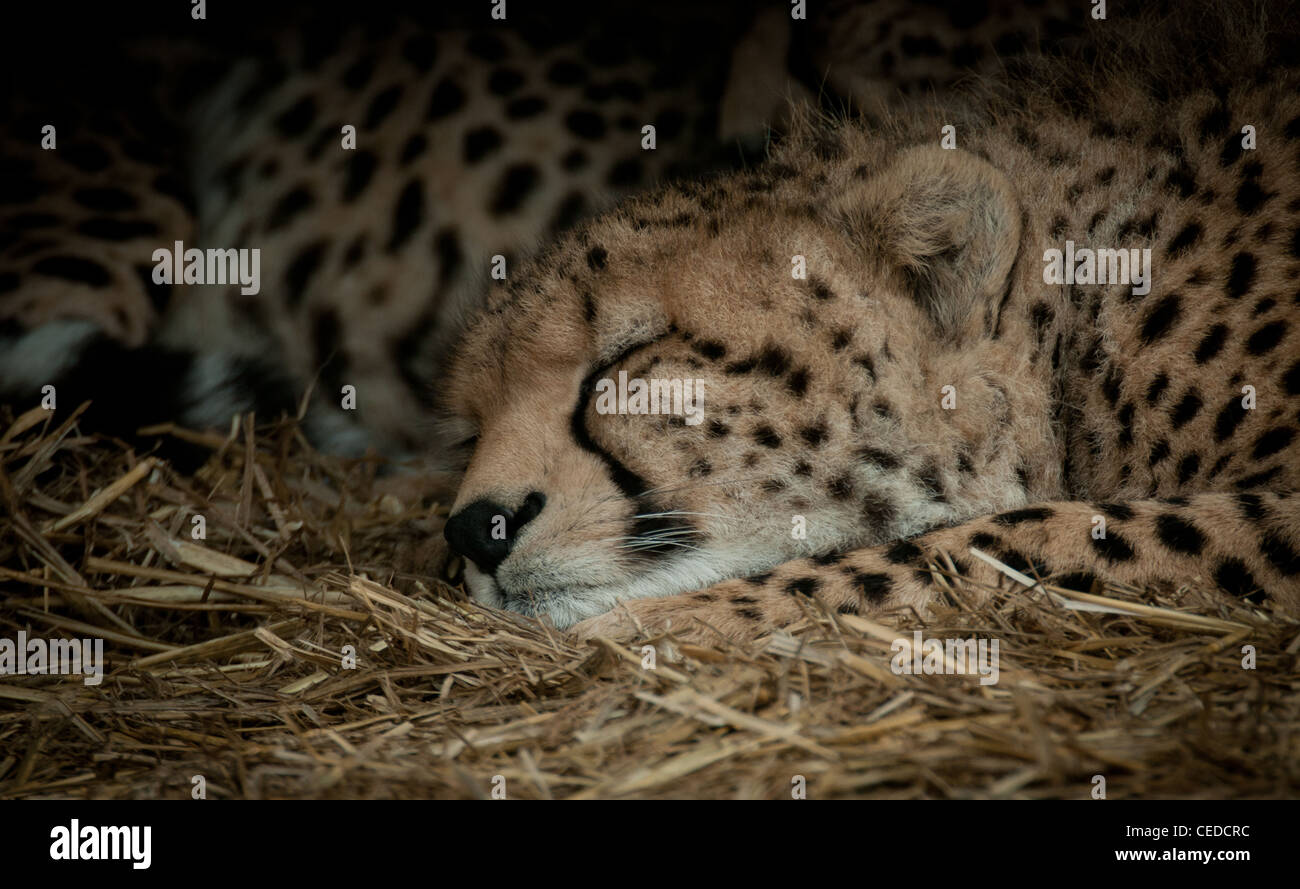 Cheetah asleep on straw bed Stock Photo - Alamy