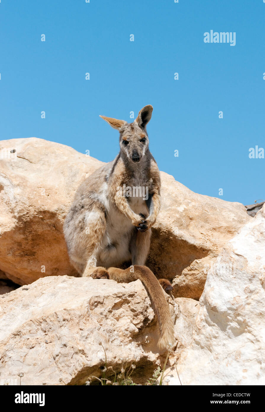 endangered yellow footed rock wallaby in the wild Stock Photo - Alamy