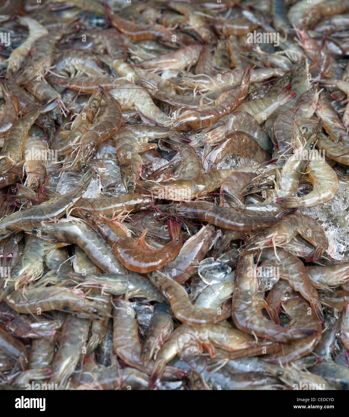 Raw prawns uncooked hi-res stock photography and images - Alamy