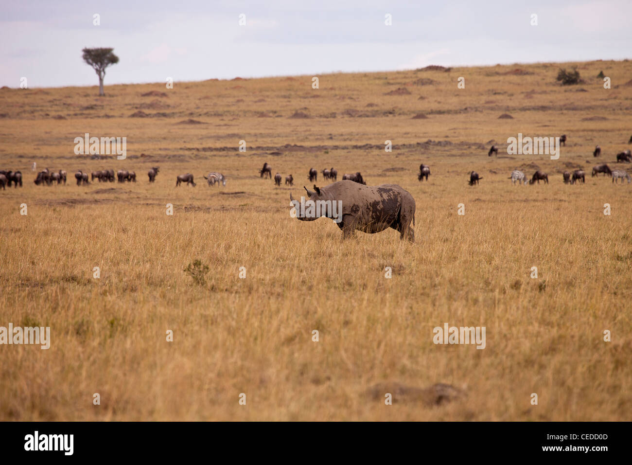 Black Rhinoceros, Masai Mara National Reserve, Kenya, East Africa Stock ...