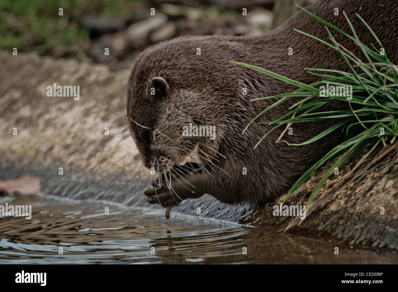 Washing hands animals hi-res stock photography and images - Alamy