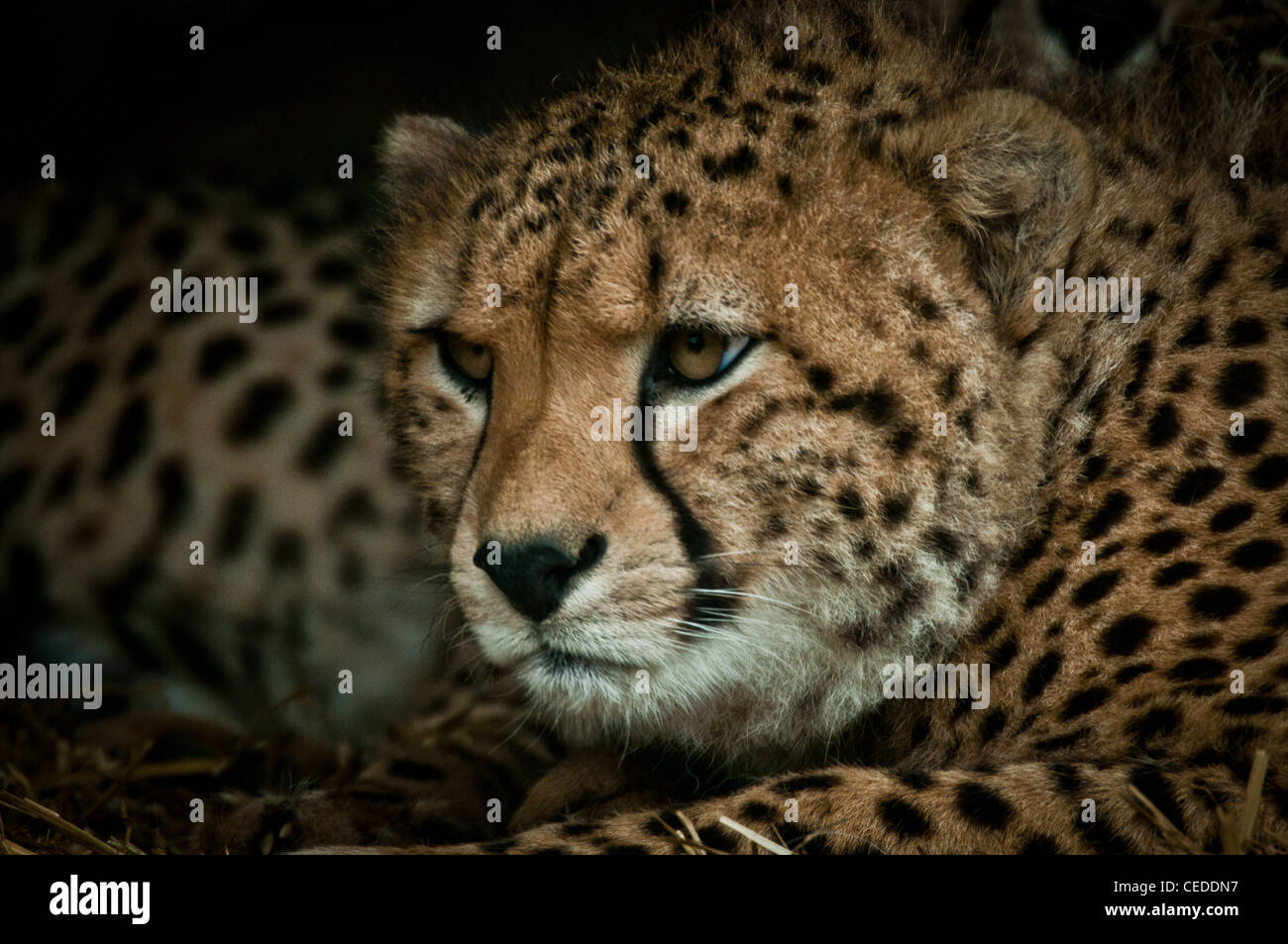 Cheetah head shot Stock Photo - Alamy