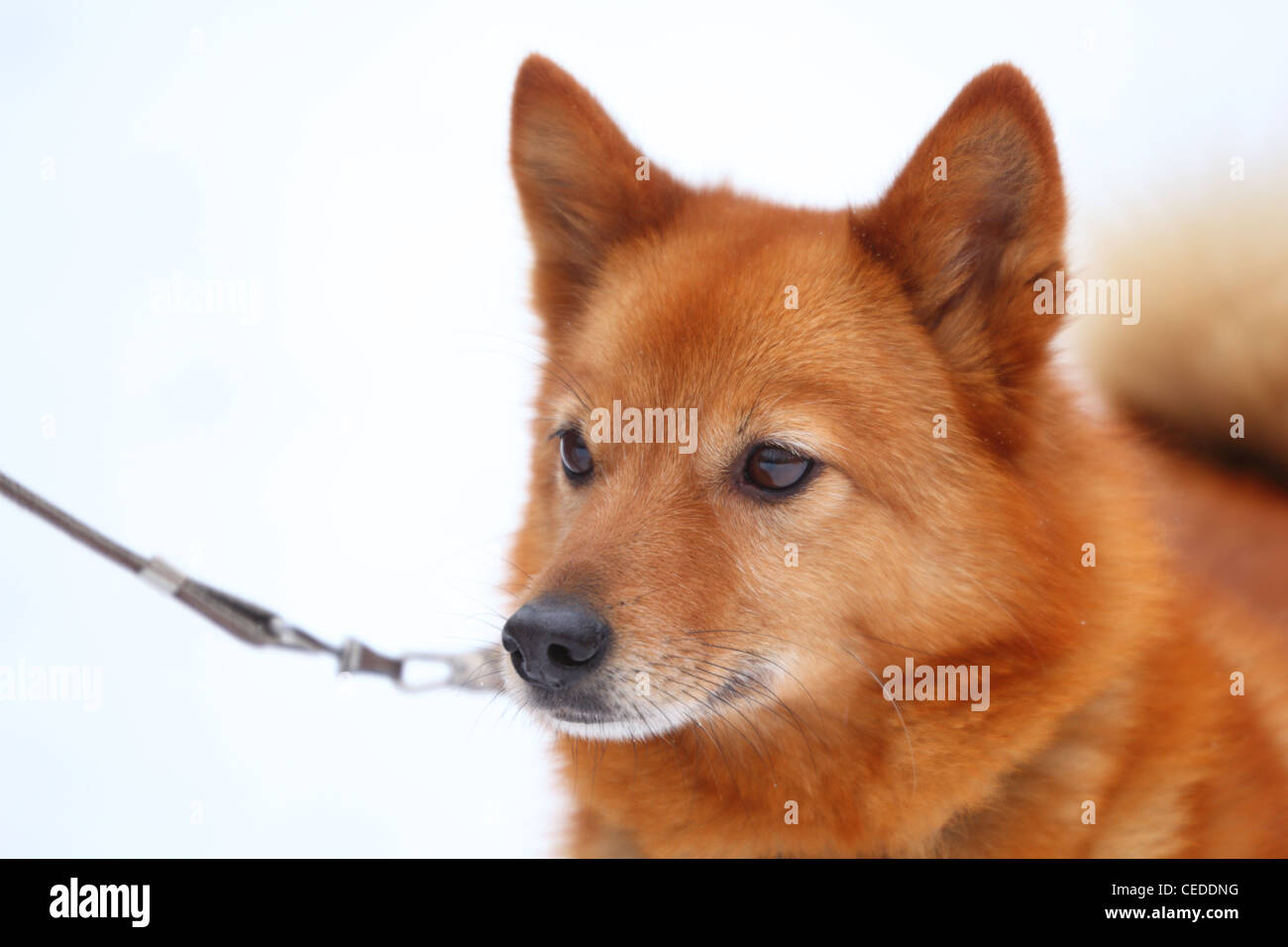 Karelo finnish dog hi-res stock photography and images - Alamy