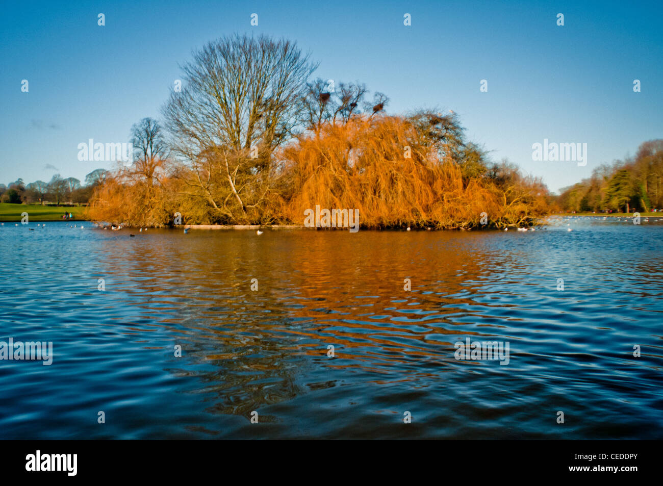 Scene from St. Albans lake in late autumn Stock Photo - Alamy