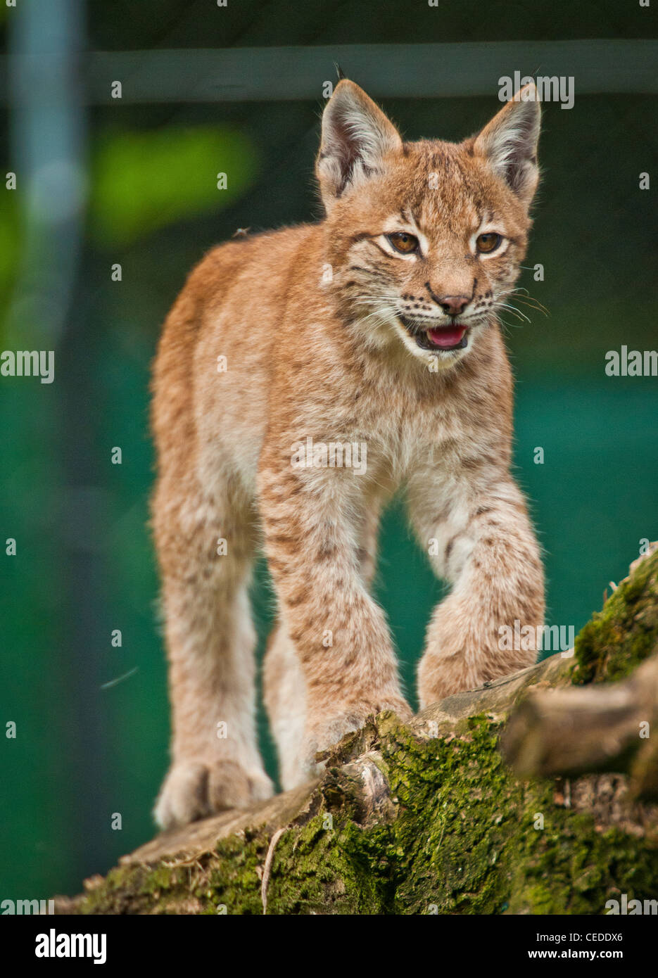 Lynx paws hi-res stock photography and images - Alamy
