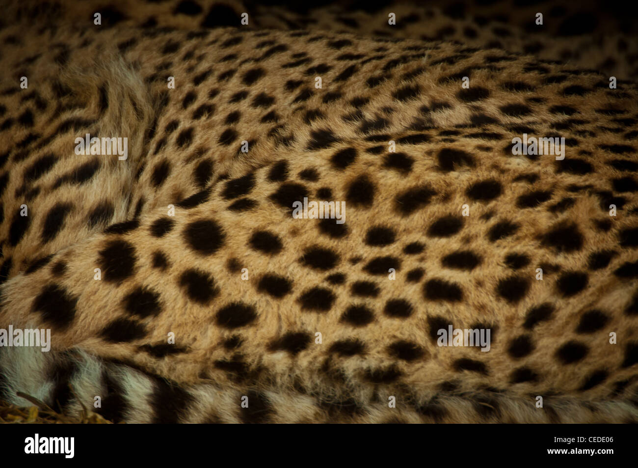 Cheetah spotty coat Stock Photo - Alamy