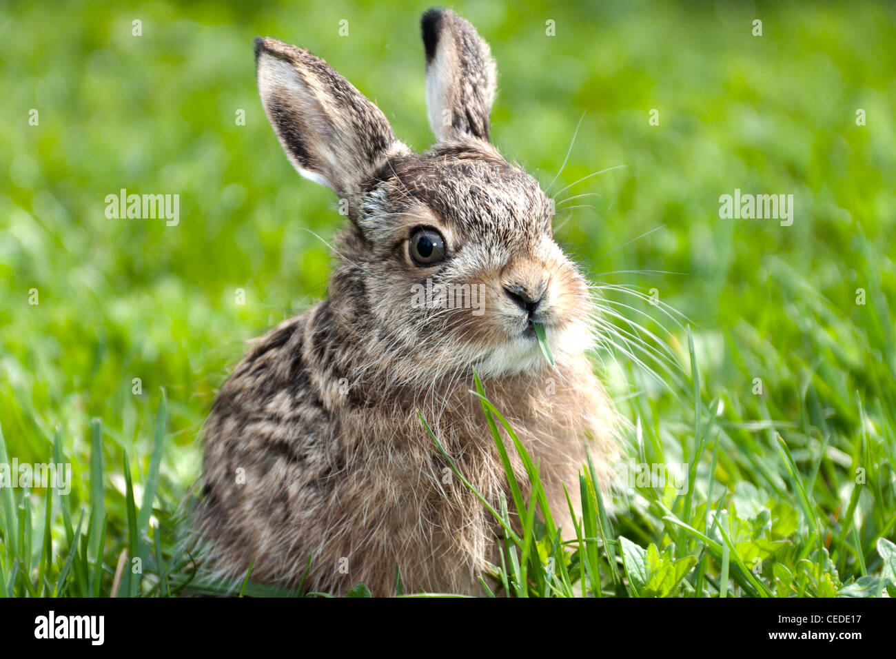 Llittle hare sitting in the green grass Stock Photo - Alamy