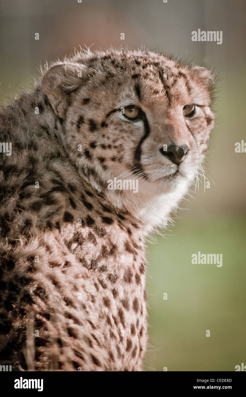 Cheetah looking back Stock Photo - Alamy