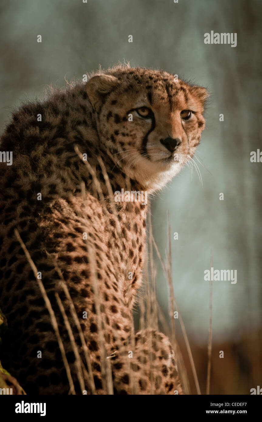 Cheetah turning around and looking back Stock Photo - Alamy