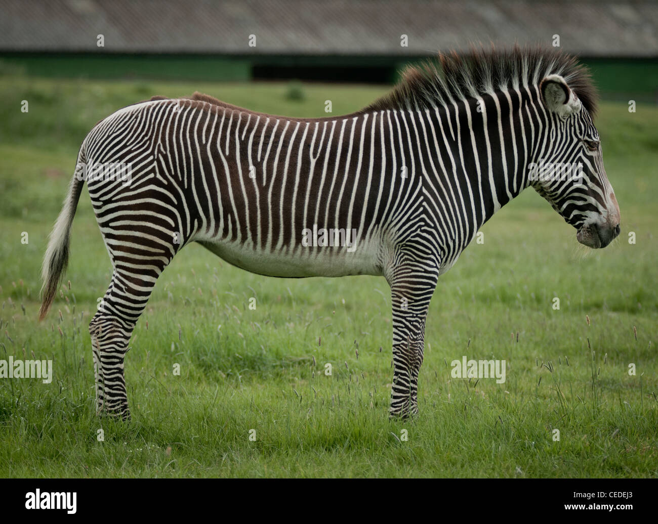 A Grevy's Zebra Stock Photo - Alamy