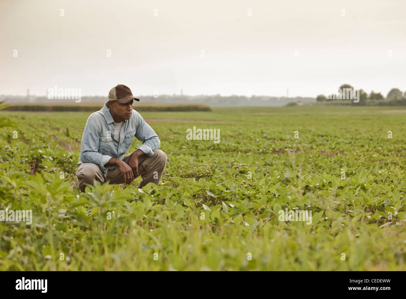 African American farmer looking at crops in field Stock Photo - Alamy