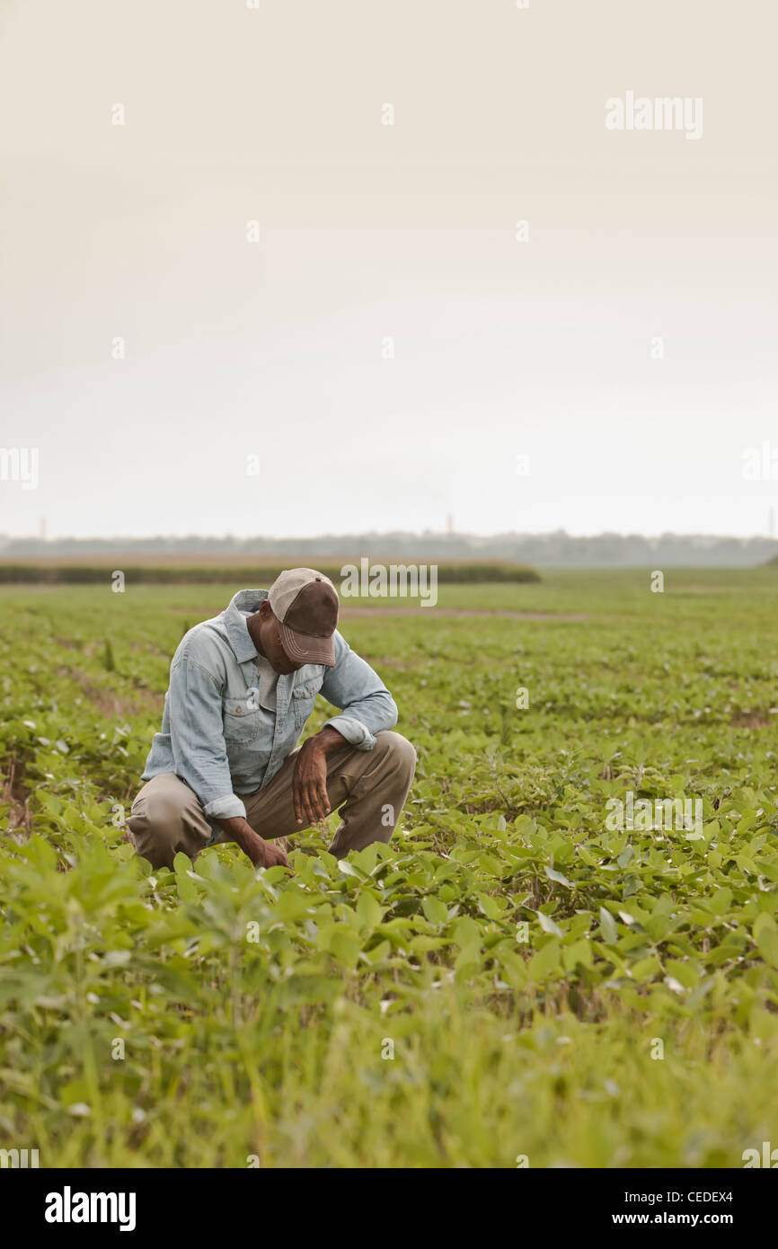African American farmer looking at crops in field Stock Photo - Alamy