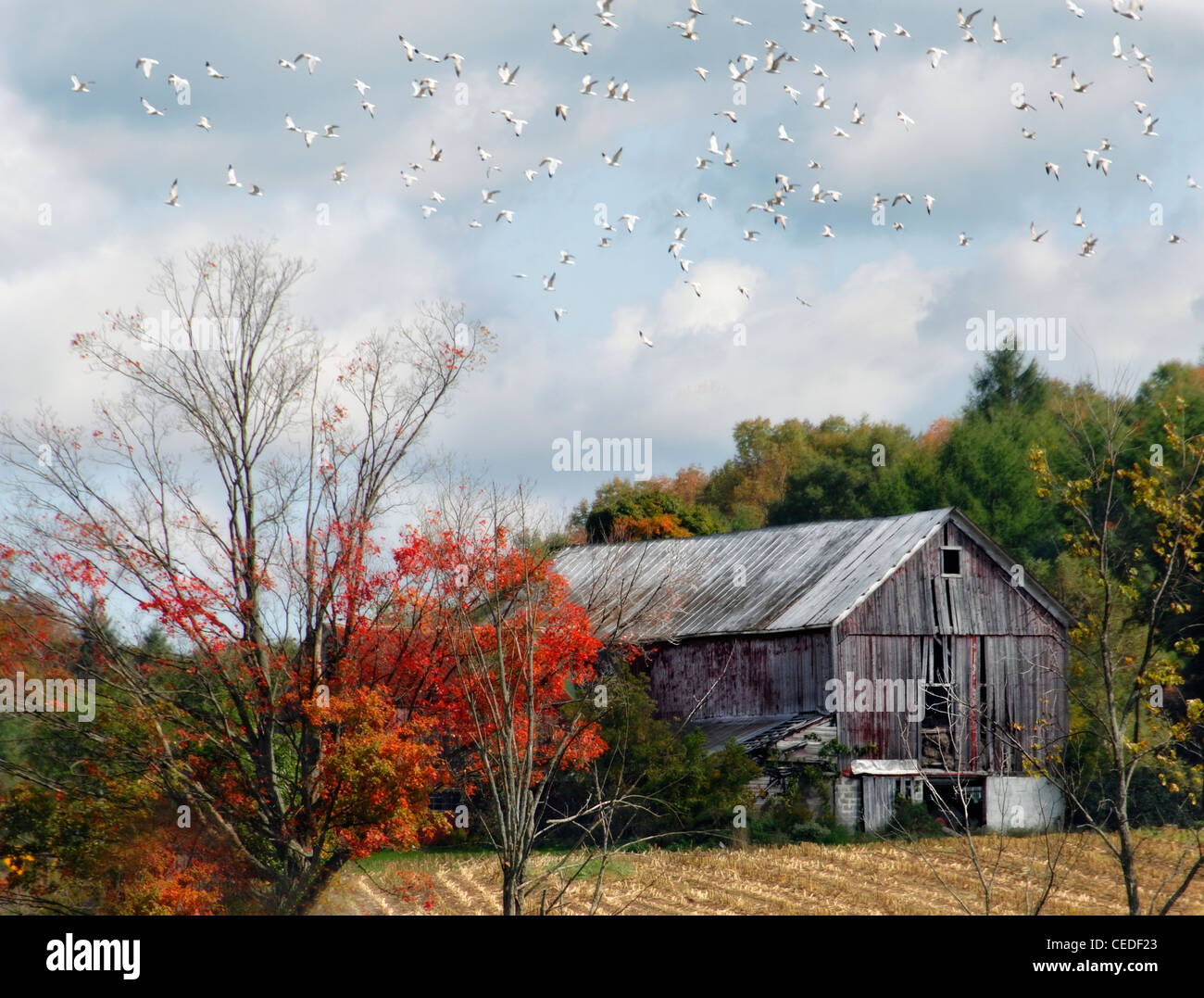 an old weathered barn with autumn foliage and flock of birds flying ...