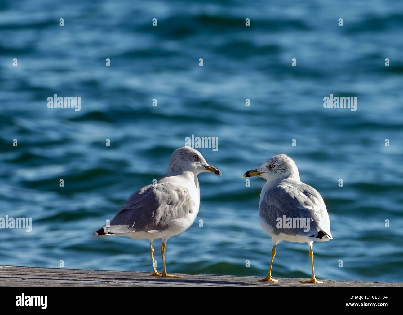 two seagulls standing near water looking at each other Stock Photo - Alamy