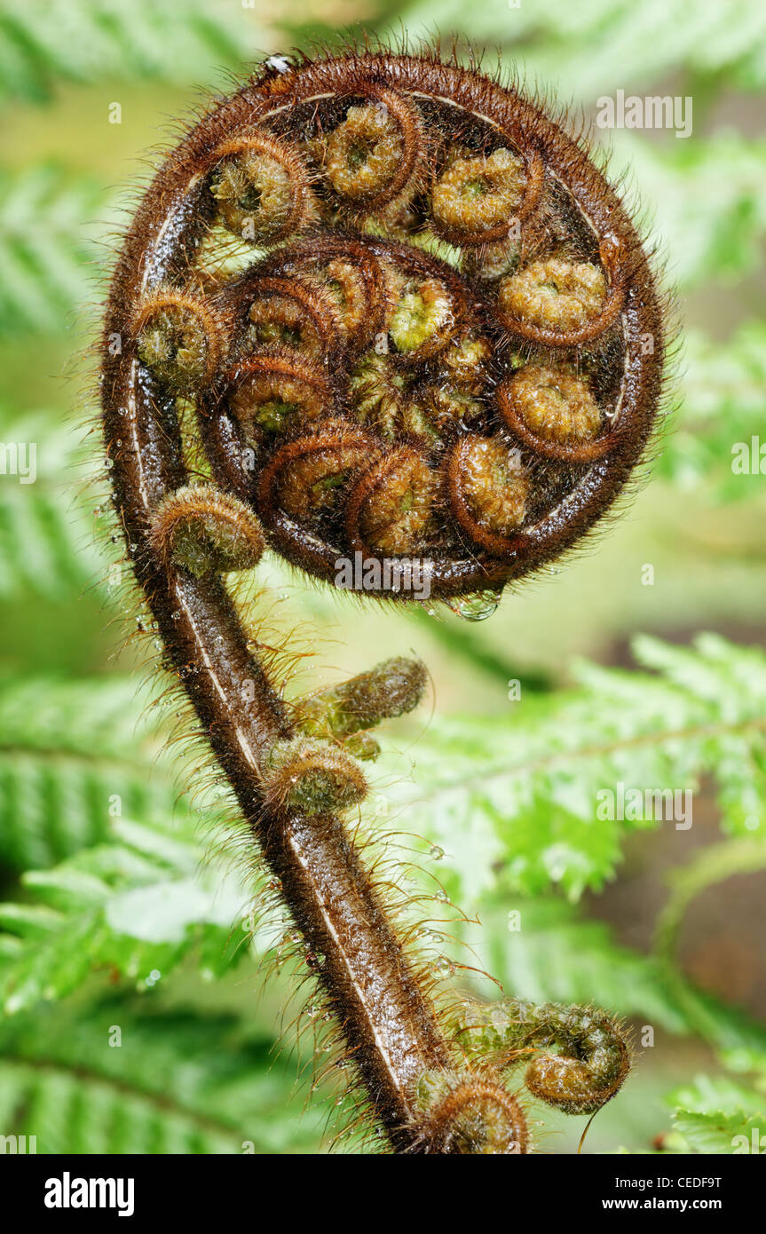 A coiled fern shoot Stock Photo - Alamy