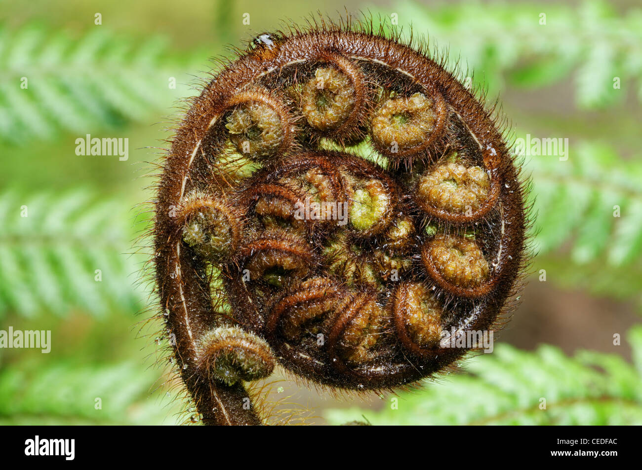 A coiled fern shoot Stock Photo - Alamy