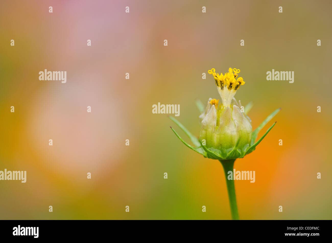 Sere flower hi-res stock photography and images - Alamy