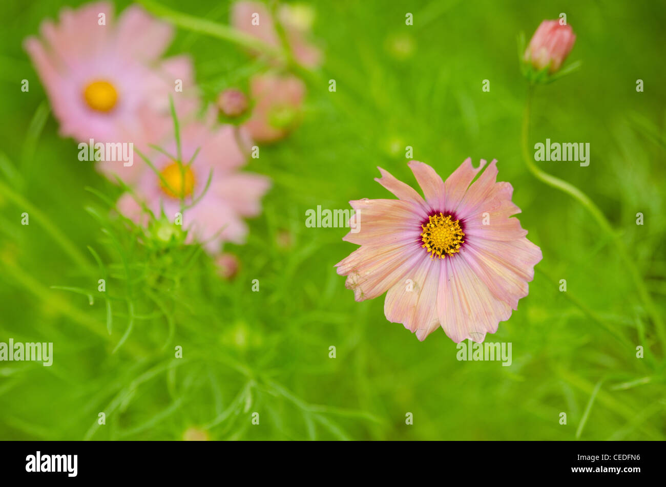 Delicate bouquet bright cosmos hi-res stock photography and images - Alamy