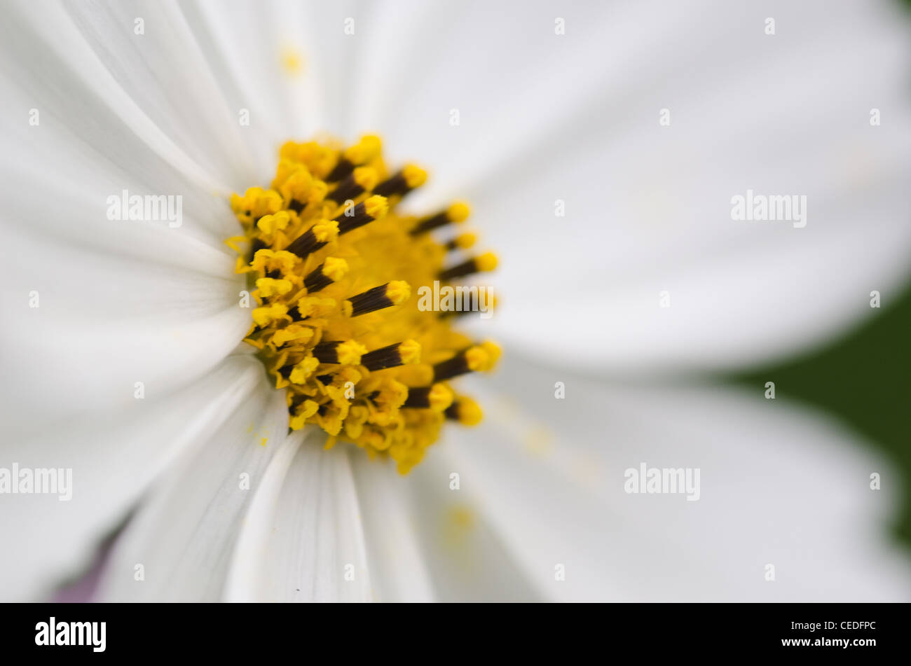Close-up of a single white cosmos flower, Cosmos bipinnatus Stock Photo ...