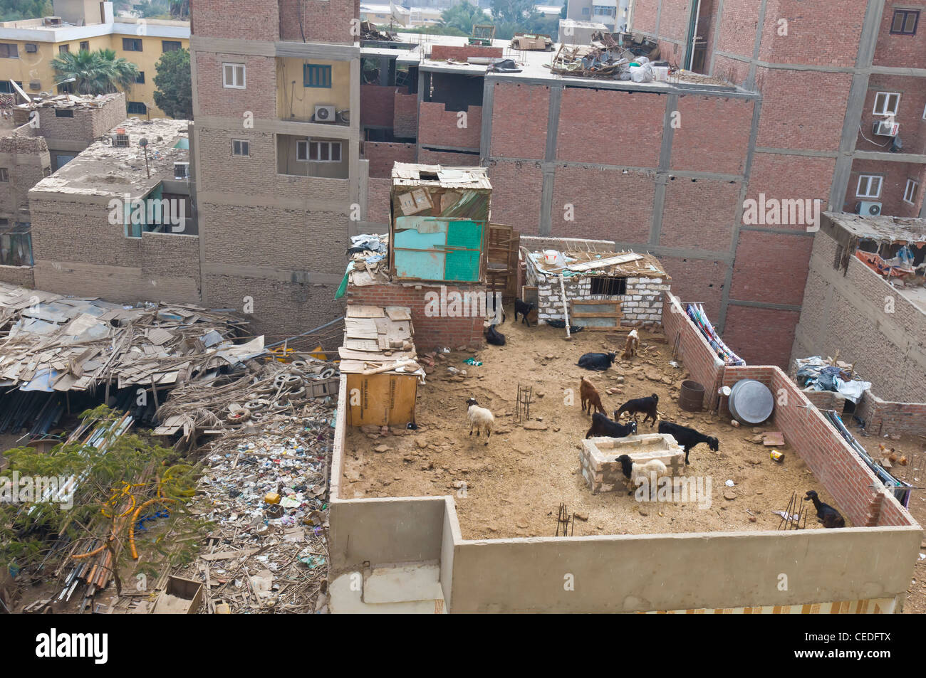 Goats being kept on rooftop, a common practice in Egypt Stock Photo - Alamy