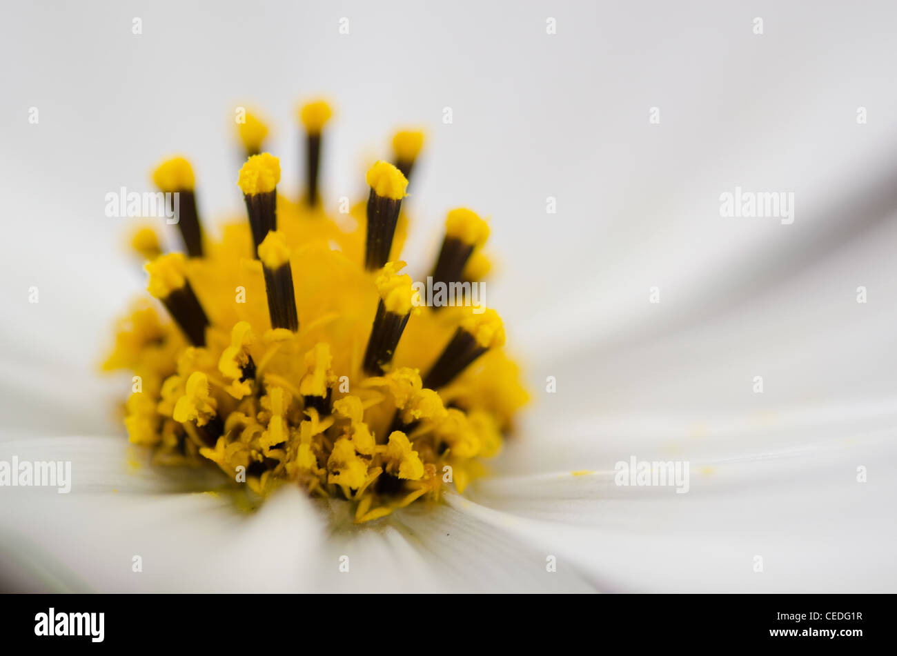 Close-up of the stamen of a white cosmos flower, Cosmos bipinnatus ...