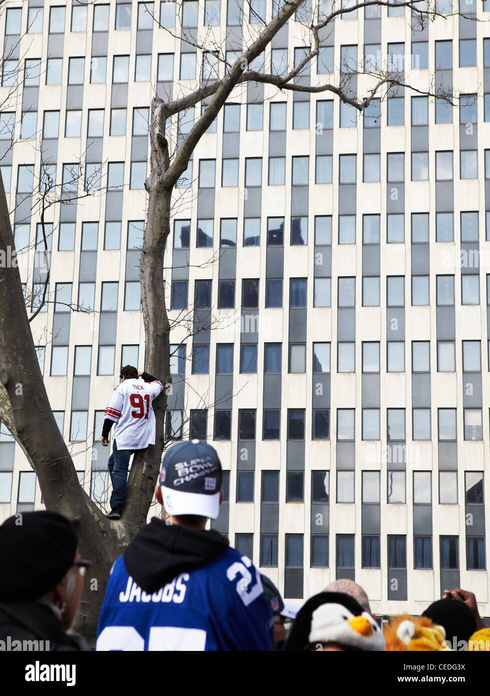 New York Giant fans in tree, ticker tape, NY, USA Stock Photo - Alamy